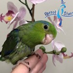 Celestial (Pacific) Parrotlets for Sale