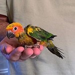 Sun Conures for Sale
