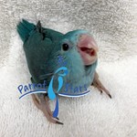 Celestial (Pacific) Parrotlets for Sale