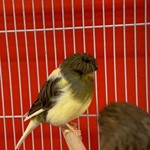 Canaries for Sale