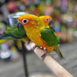 Conures for Sale