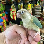 Conures for Sale