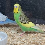Budgerigars for Sale