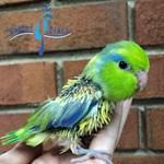 Celestial (Pacific) Parrotlets for Sale