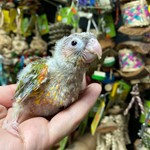 Conures for Sale