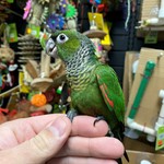 Conures for Sale