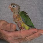 Conures for Sale