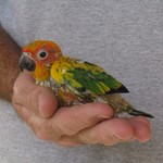 Conures for Sale