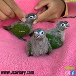 BirdBreeders.com - Bird Breeders Directory of Availability and Parrot ...