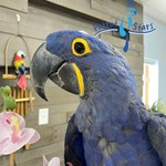 BirdBreeders.com - Bird Breeders Directory of Availability and Parrot ...