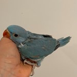 Parakeets for Sale