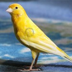 Canaries for Sale