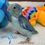 Parrotlets for Sale