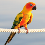 Sun Conures for Sale