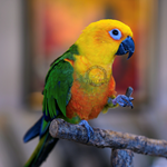 BirdBreeders.com - Bird Breeders Directory of Availability and Parrot ...