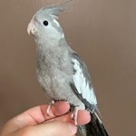 Cockatiels for Sale