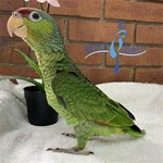 BirdBreeders.com - Bird Breeders Directory of Availability and Parrot ...