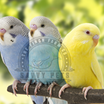 Budgerigars for Sale