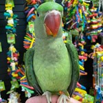 Parakeets for Sale