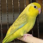 Parrotlets for Sale