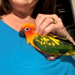 Sun Conures for Sale