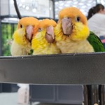 BirdBreeders.com :: Dallas Parrots Aviary, Inc, Flower Mound, TX