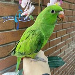 Ringneck African Parakeets for Sale