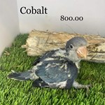 Quaker Parrots for Sale