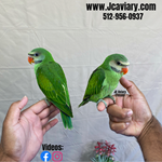 BirdBreeders.com - Bird Breeders Directory of Availability and Parrot ...