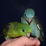 Parakeets for Sale