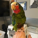 Bird Breeders in Texas