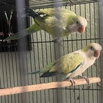 Quaker Parrots for Sale