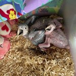 BirdBreeders.com - Bird Breeders Directory of Availability and Parrot ...