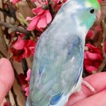 BirdBreeders.com - Bird Breeders Directory of Availability and Parrot ...