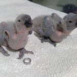 BirdBreeders.com - Bird Breeders Directory of Availability and Parrot ...