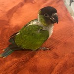 Nanday Conures for Sale
