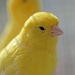 Canaries for Sale in Florida