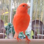 Canaries for Sale in Florida