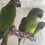 Birds for Sale in California