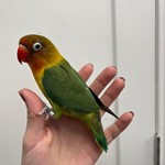 LoveBirds for Sale