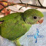 Ringneck African Parakeets for Sale