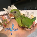 Ringneck African Parakeets for Sale