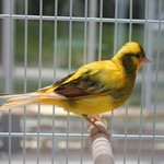 Canaries for Sale in Florida