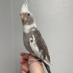 Rock Pebbler Parakeets for Sale