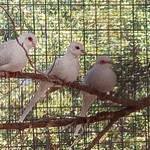 Diamond Doves for Sale