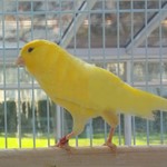Canaries for Sale in Florida