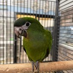 Breeders Availability :: Todd Marcus Birds Exotic , Delran, NJ