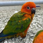 Breeders Availability :: Todd Marcus Birds Exotic , Delran, NJ