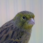 Canaries for Sale in Florida