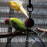 Parakeets for Sale